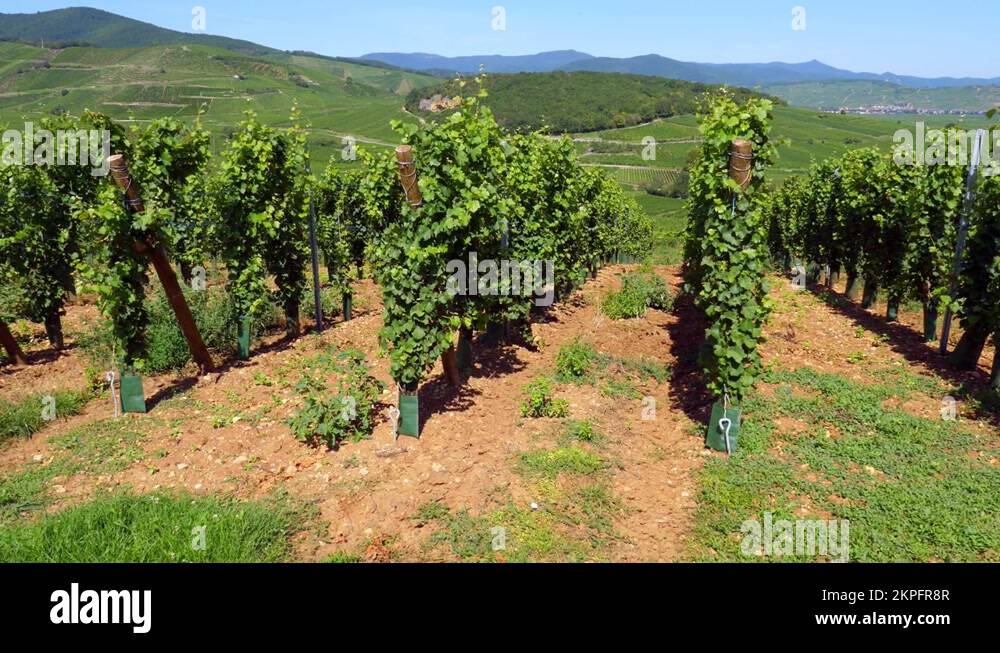 Alsace landscape Stock Videos & Footage - HD and 4K Video Clips - Alamy