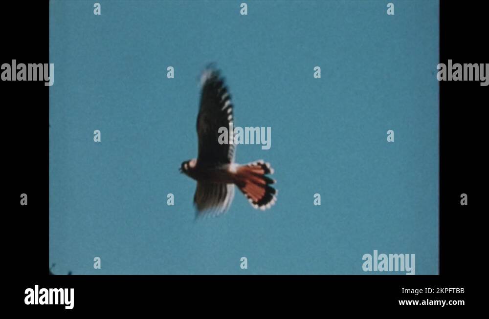 Feather Hand Stock Videos And Footage Hd And 4k Video Clips Alamy