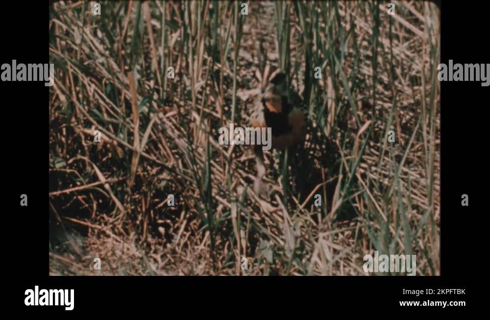 Mouse meat Stock Videos & Footage - HD and 4K Video Clips - Alamy