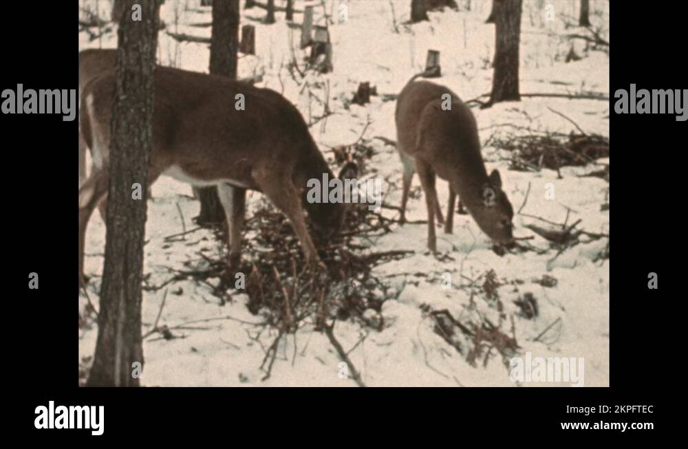 1980s: Deer forage in snowy forest. Snow clings to pine trees in forest ...