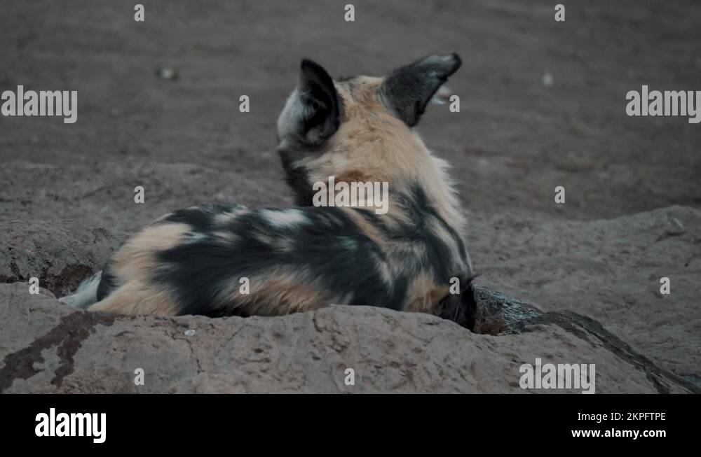 Hypercarnivore carnivore Stock Videos & Footage - HD and 4K Video Clips ...