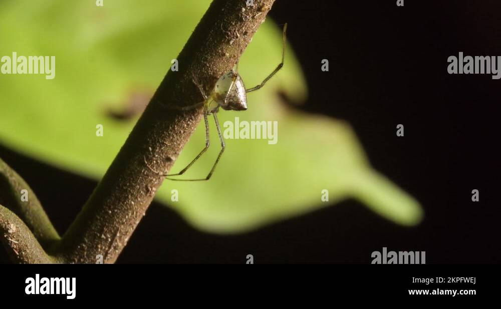 Spider scales Stock Videos & Footage - HD and 4K Video Clips - Alamy