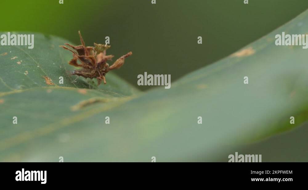 Lacewing larva Stock Videos & Footage - HD and 4K Video Clips - Alamy