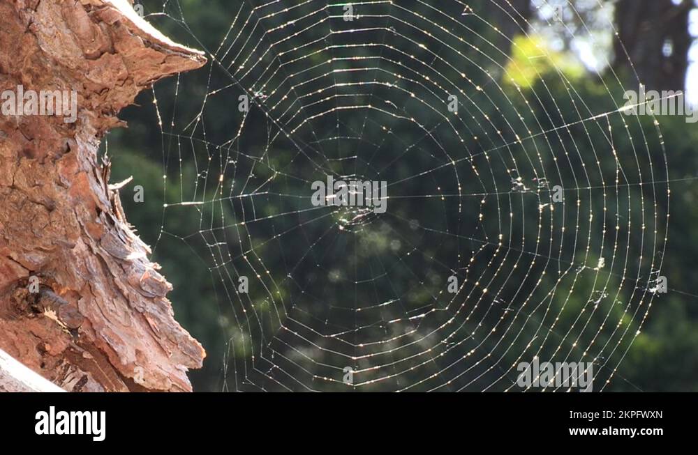 Tree trunk spiders Stock Videos & Footage - HD and 4K Video Clips - Alamy