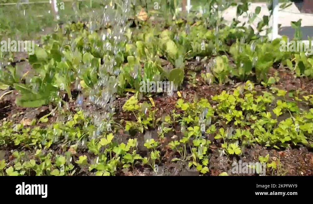 Turf bed Stock Videos & Footage - HD and 4K Video Clips - Alamy