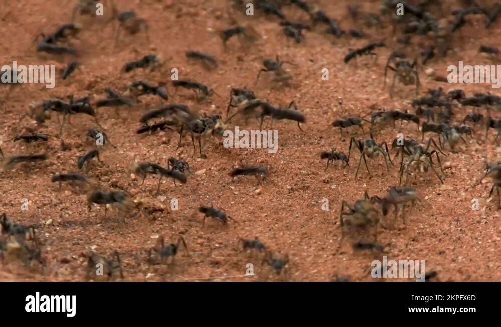 Matabele Stock Videos & Footage - HD and 4K Video Clips - Alamy