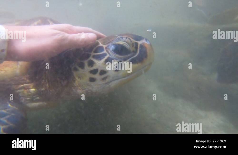Petting turtle Stock Videos & Footage - HD and 4K Video Clips - Alamy