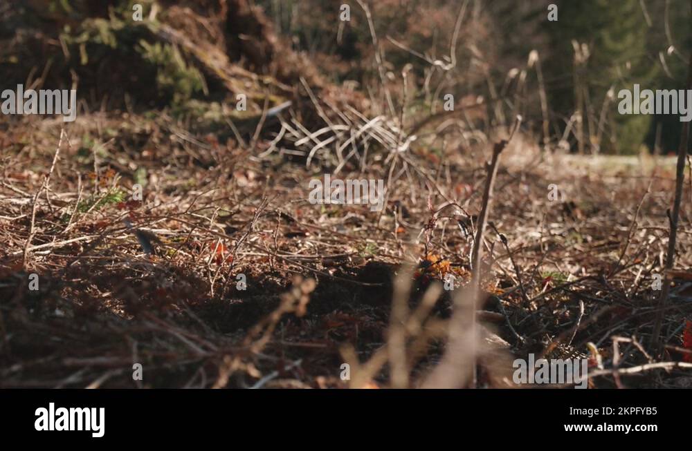 Forester using a hoedad to make a hole while planting spruce tree in a ...