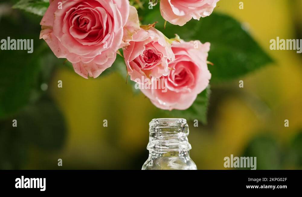 Perfumery. Rose oil close-up. Water drops on flower, plant juice ...