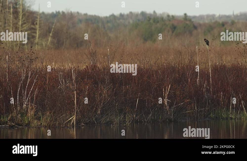 Rare bird species Stock Videos & Footage - HD and 4K Video Clips - Alamy