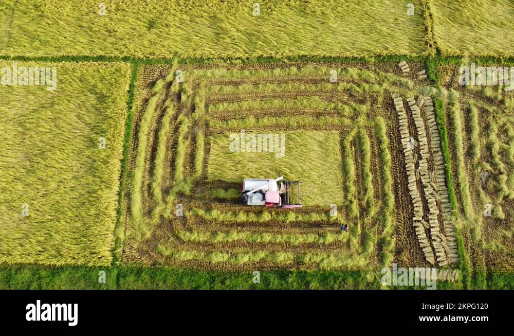 Hand cut hands Stock Videos & Footage - HD and 4K Video Clips - Alamy