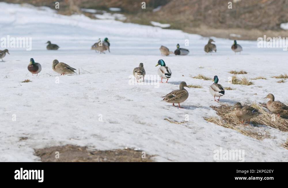 Mercy park Stock Videos & Footage - HD and 4K Video Clips - Alamy