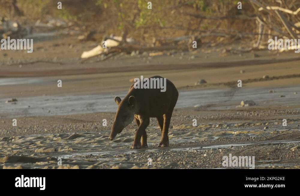 Sirena tapir costa rica Stock Videos & Footage - HD and 4K Video Clips ...