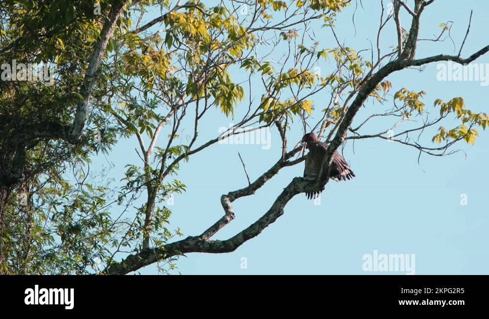 Animals that can fly Stock Videos & Footage - HD and 4K Video Clips - Alamy