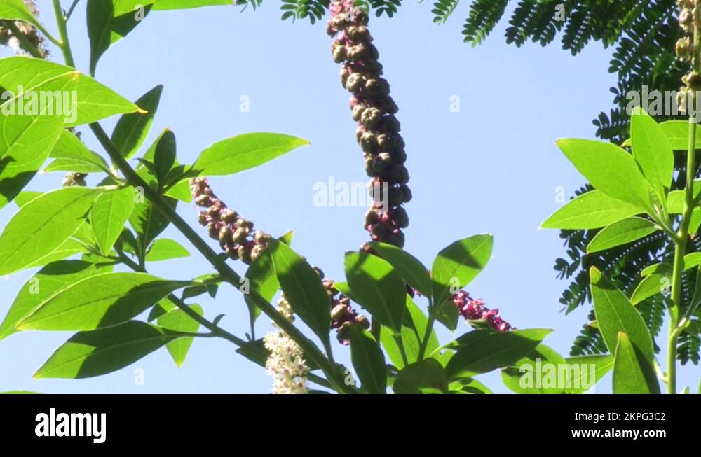 Dye plant Stock Videos & Footage - HD and 4K Video Clips - Alamy