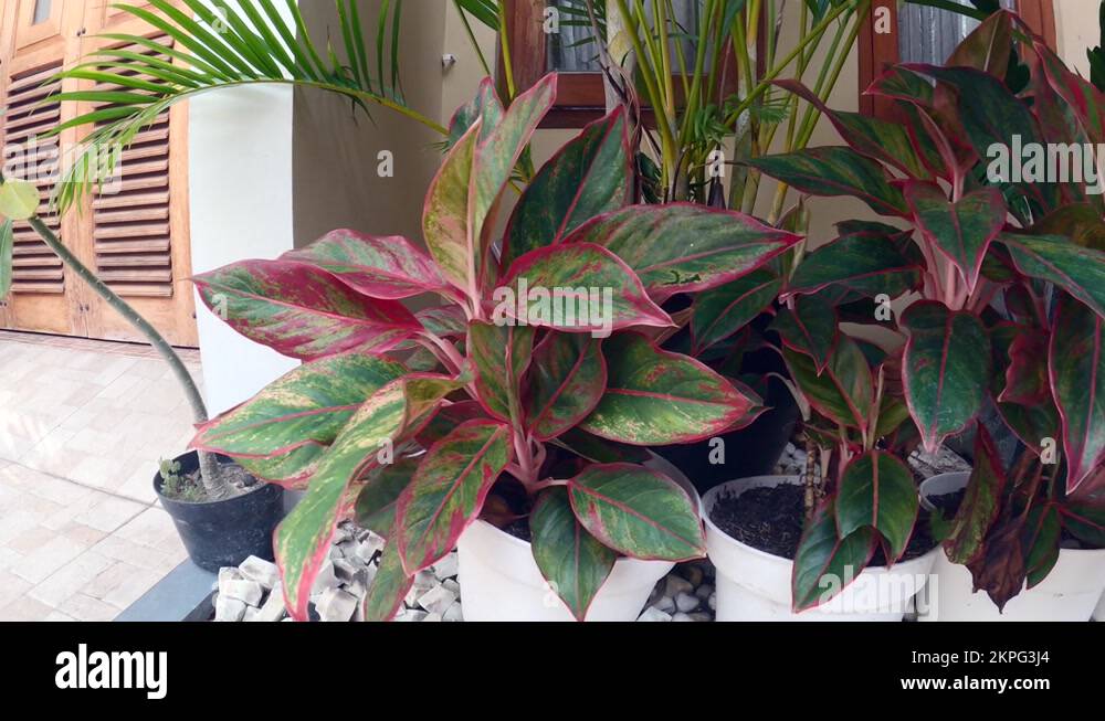 Variegated house plant Stock Videos & Footage - HD and 4K Video Clips ...