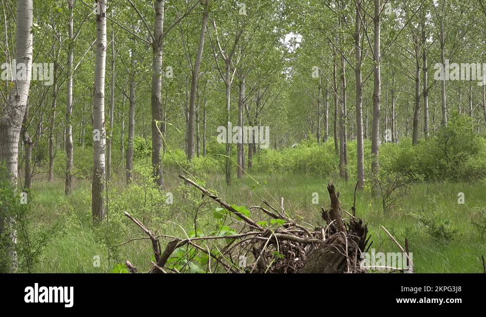 Reforestation trees Stock Videos & Footage - HD and 4K Video Clips - Alamy