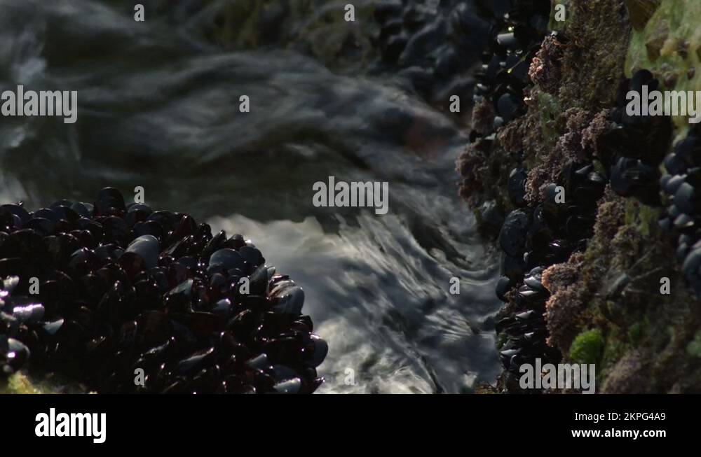 Colonies of small molluscs and mussels adhered in a sea rock Stock ...