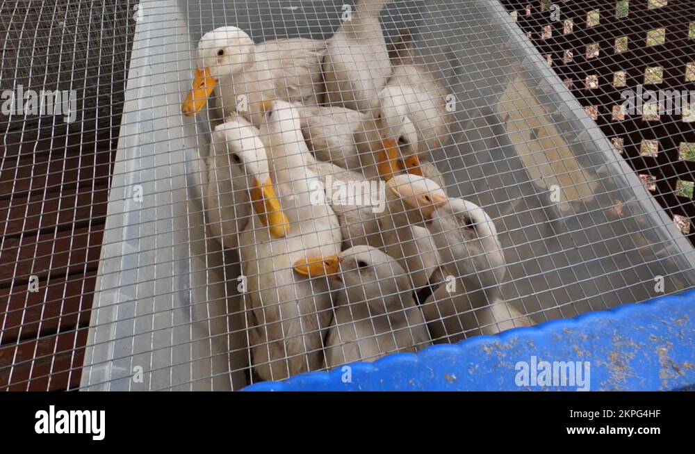 Plastic duck container Stock Videos & Footage - HD and 4K Video Clips ...