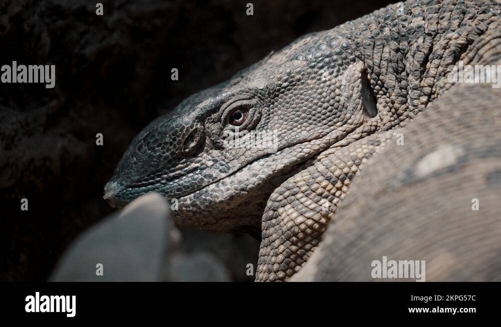 Ugly dinosaur Stock Videos & Footage - HD and 4K Video Clips - Alamy