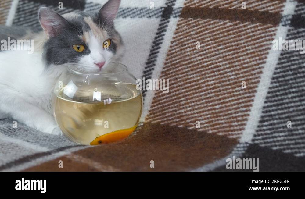 My friend fish Stock Videos & Footage - HD and 4K Video Clips - Alamy
