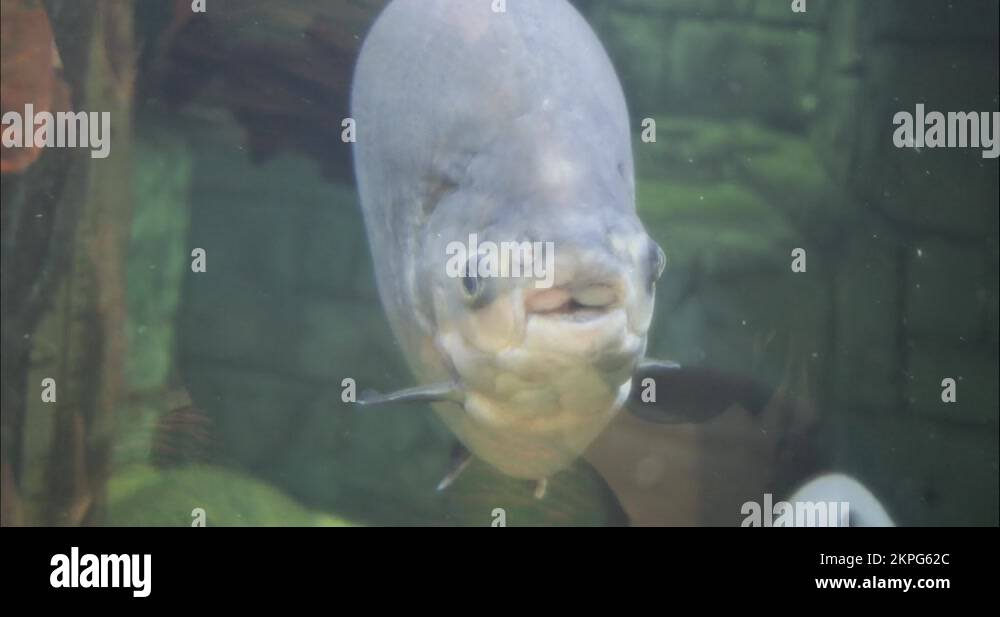 Parana fish together in a shoal in the giant aquarium Stock Video ...