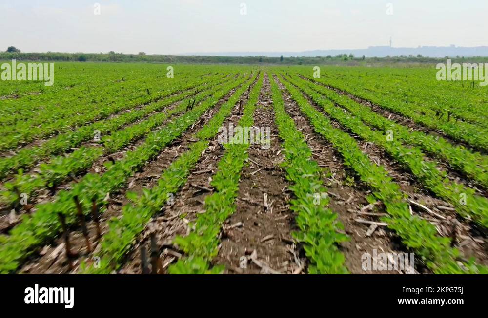 Soya harvest Stock Videos & Footage - HD and 4K Video Clips - Alamy