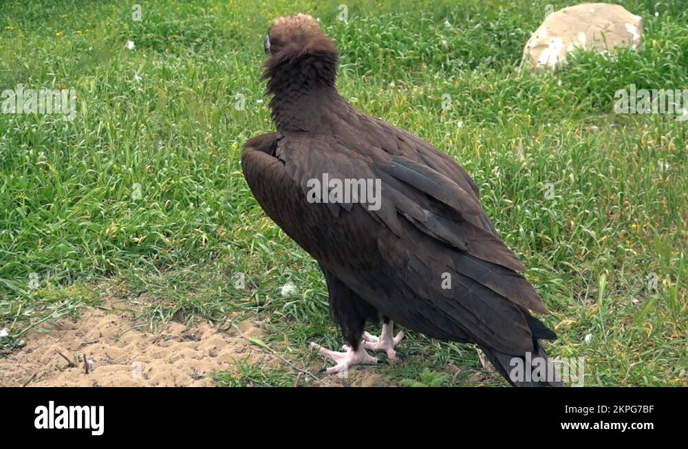 Largest raptor Stock Videos & Footage - HD and 4K Video Clips - Alamy