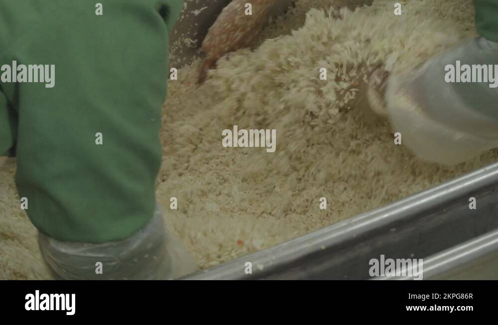 Rice plant food chain Stock Videos & Footage - HD and 4K Video Clips ...