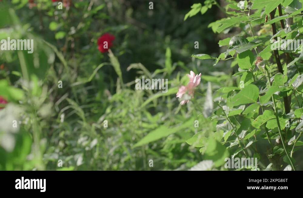 Rose and nature force Stock Videos & Footage - HD and 4K Video Clips ...
