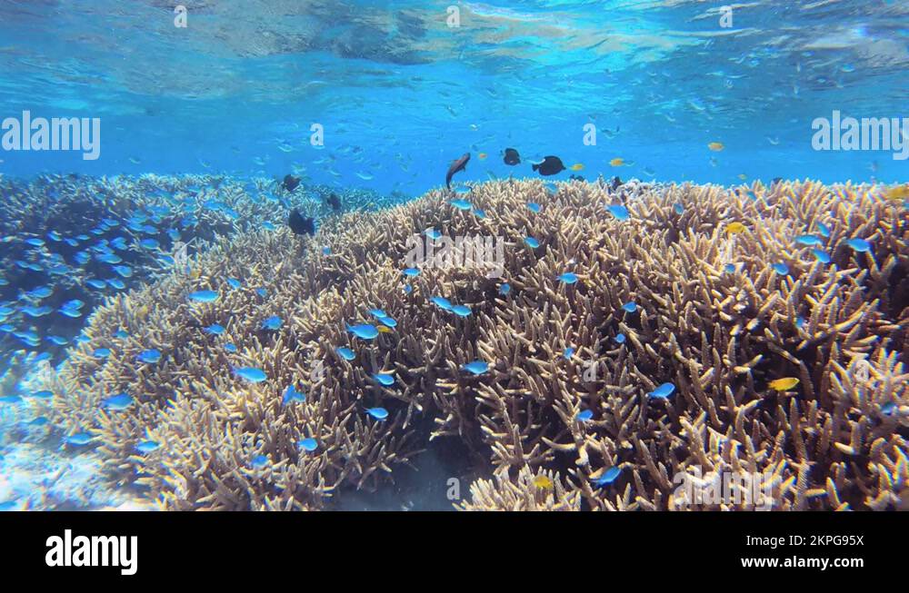 Australian marine life Stock Videos & Footage - HD and 4K Video Clips ...