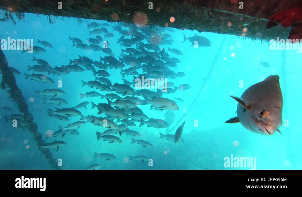 School of fish under floating platform on Great Barrier Reef. Ocean ...