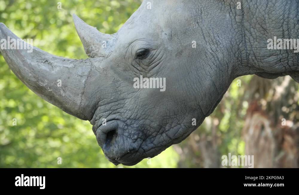 White rhino extinct Stock Videos & Footage - HD and 4K Video Clips - Alamy