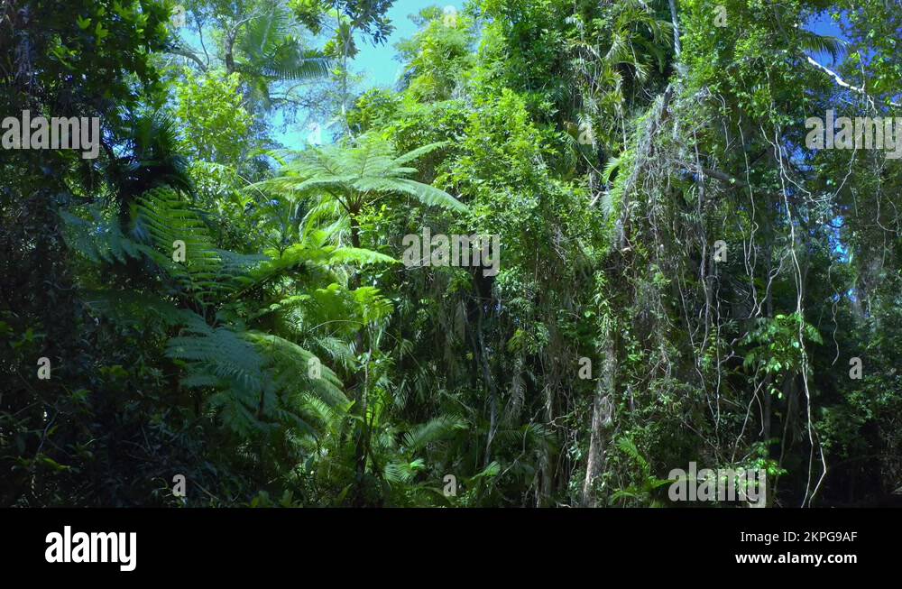 Green tropical vegetation of Daintree jungle in Queensland national ...