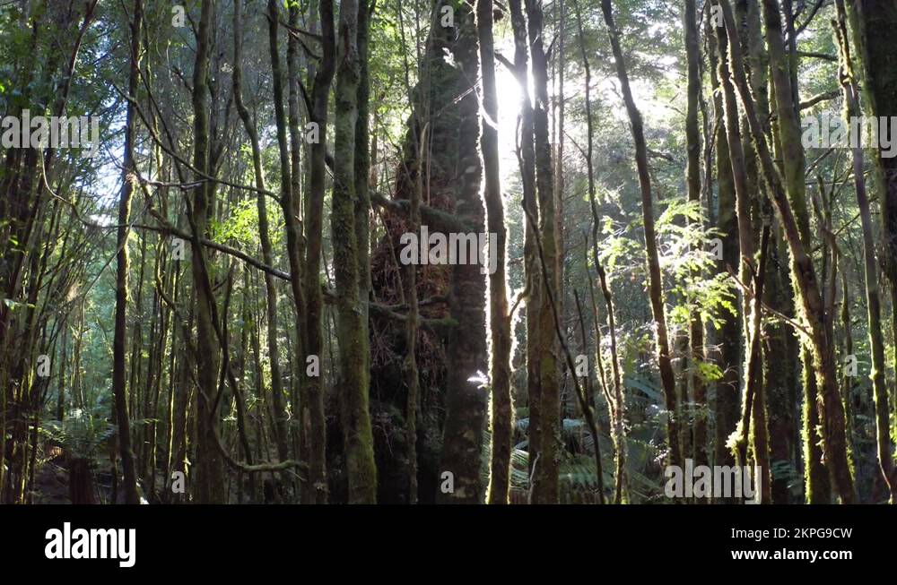 Forest sunshine with rays of light glow through trees in Australian ...