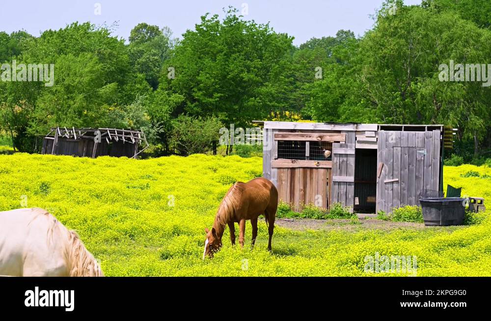 Paddock weed Stock Videos & Footage - HD and 4K Video Clips - Alamy