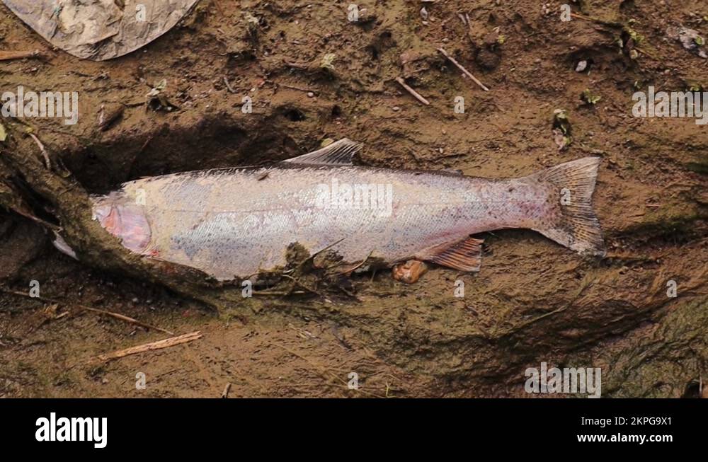 Salmon life cycle Stock Videos & Footage - HD and 4K Video Clips - Alamy