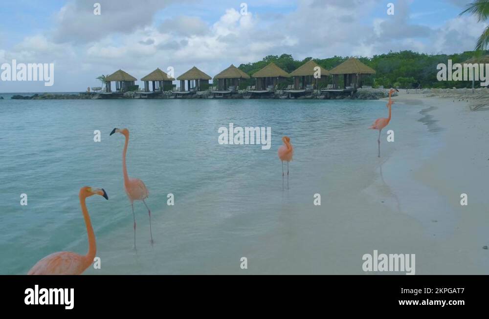 Flamingo aruba Stock Videos & Footage - HD and 4K Video Clips - Alamy