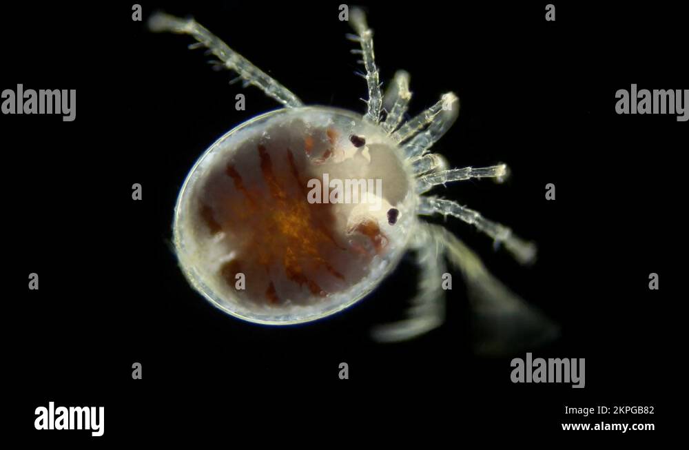 Water mite Hydrachnidia, family Pontarachnidae under the microscope ...