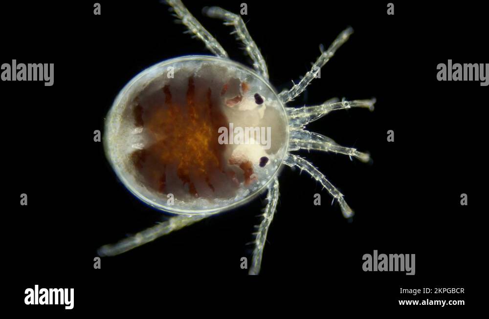 Water mite Hydrachnidia, family Pontarachnidae under the microscope ...