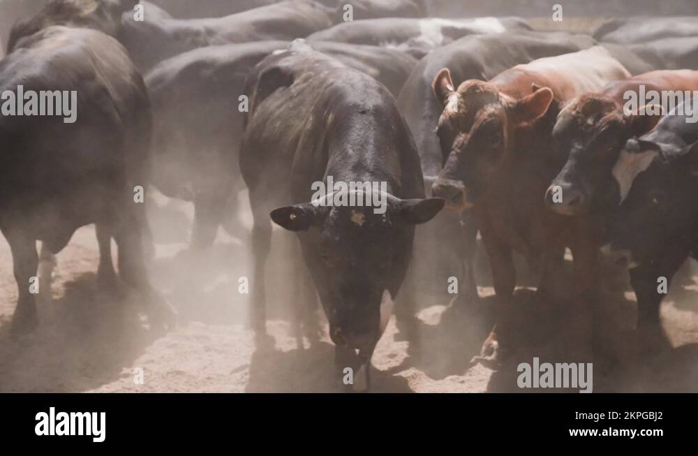 Dusty yard Stock Videos & Footage - HD and 4K Video Clips - Alamy