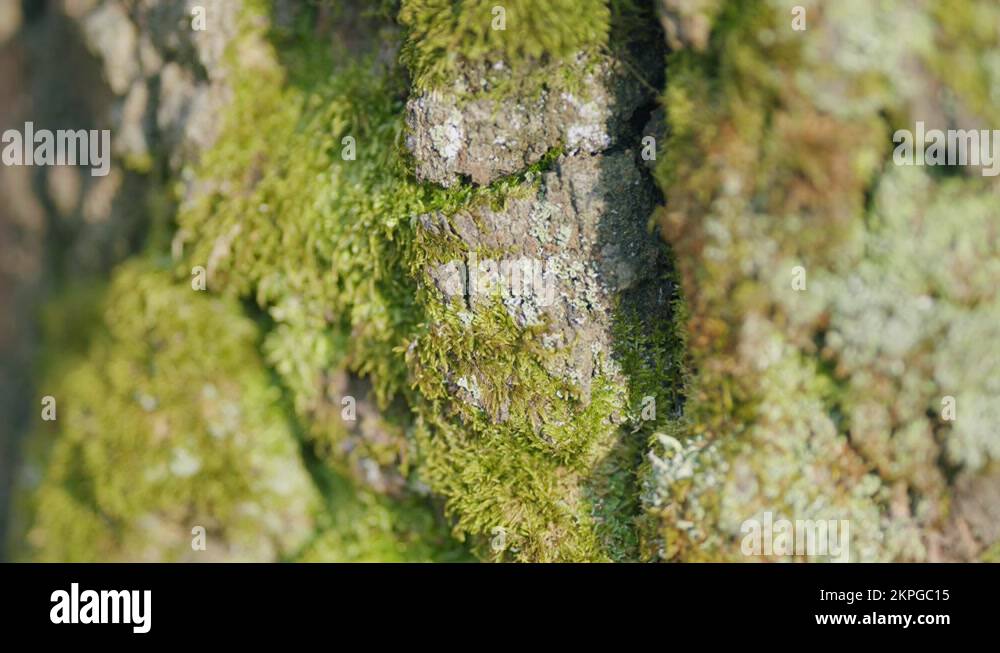 Lichens and lichen Stock Videos & Footage - HD and 4K Video Clips - Alamy