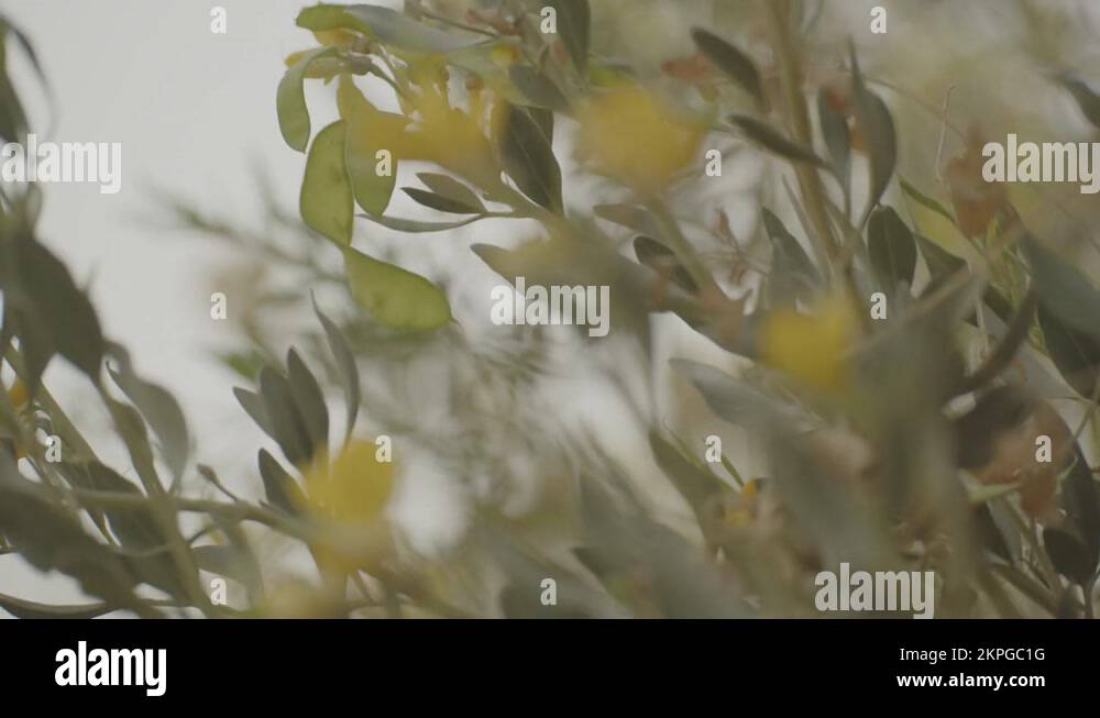 Tree of awakening Stock Videos & Footage - HD and 4K Video Clips - Alamy