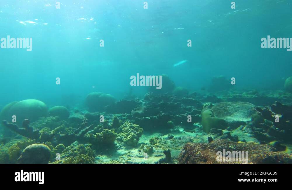 Shallow sea fish caribbean Stock Videos & Footage - HD and 4K Video ...