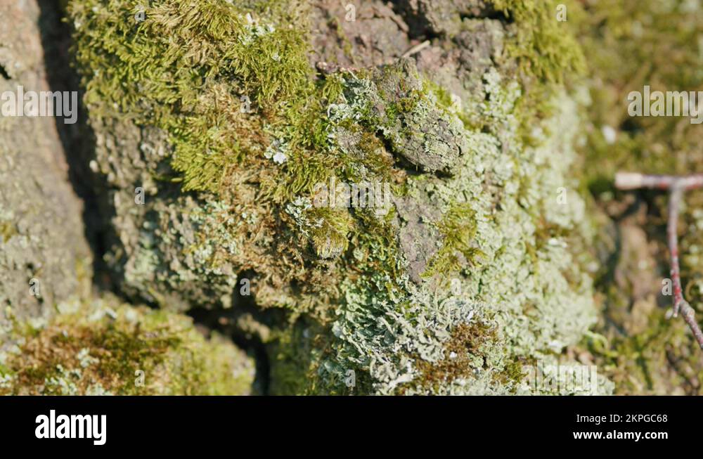 Lichen islandica Stock Videos & Footage - HD and 4K Video Clips - Alamy