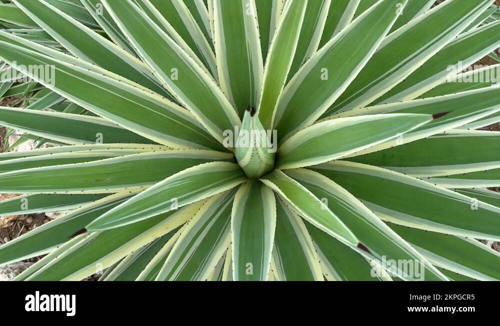 Agave leaf closeup Stock Videos & Footage - HD and 4K Video Clips - Alamy