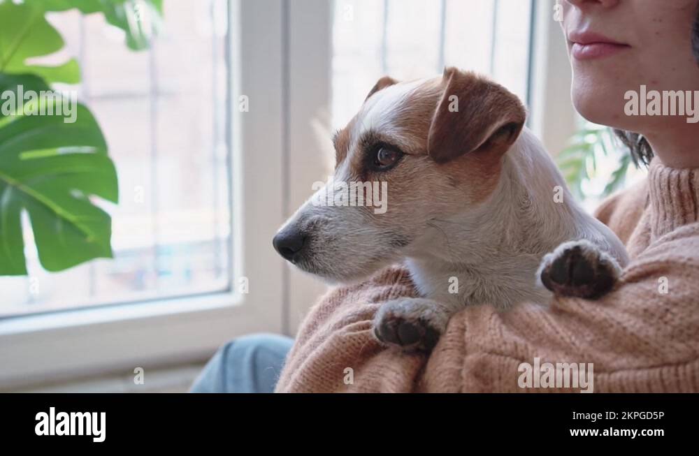 European jack Stock Videos & Footage - HD and 4K Video Clips - Alamy