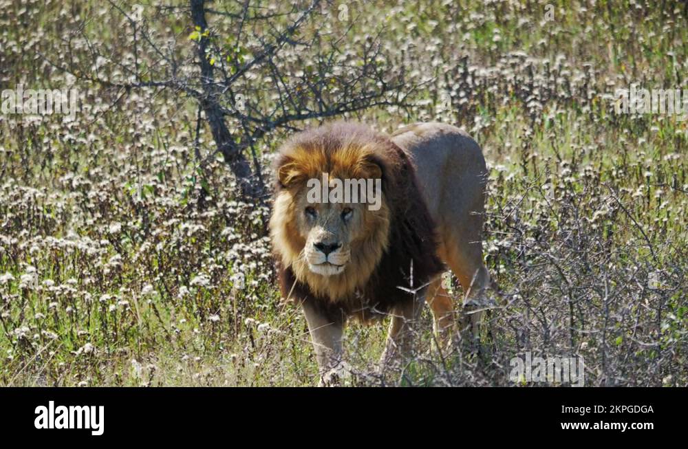 Animal watching feline Stock Videos & Footage - HD and 4K Video Clips ...