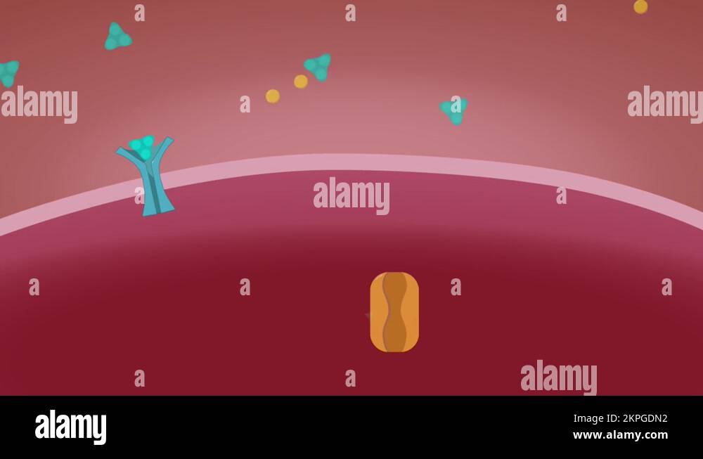 Normal GLUT 4, Insulin and Glucose Animation Stock Video Footage - Alamy