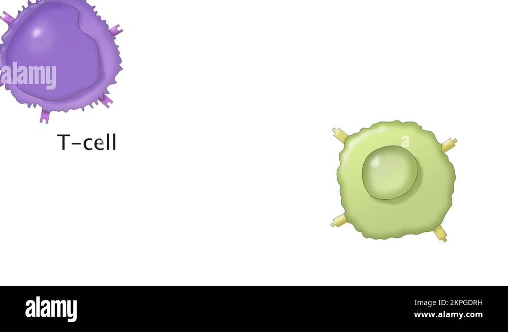 T Cell Attacking Cancer Cell (With Titles Stock Video Footage - Alamy